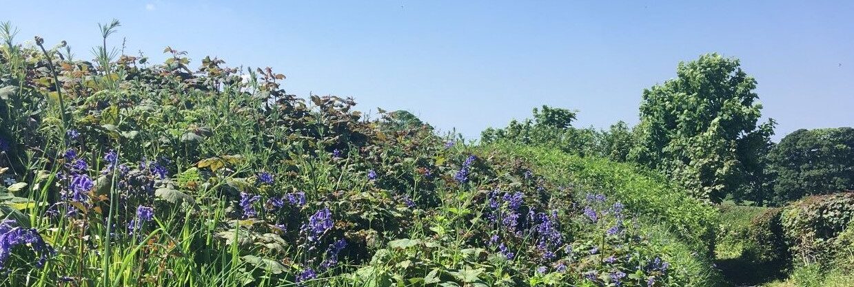 Wildlife Wellbeing Walks in Lancaster